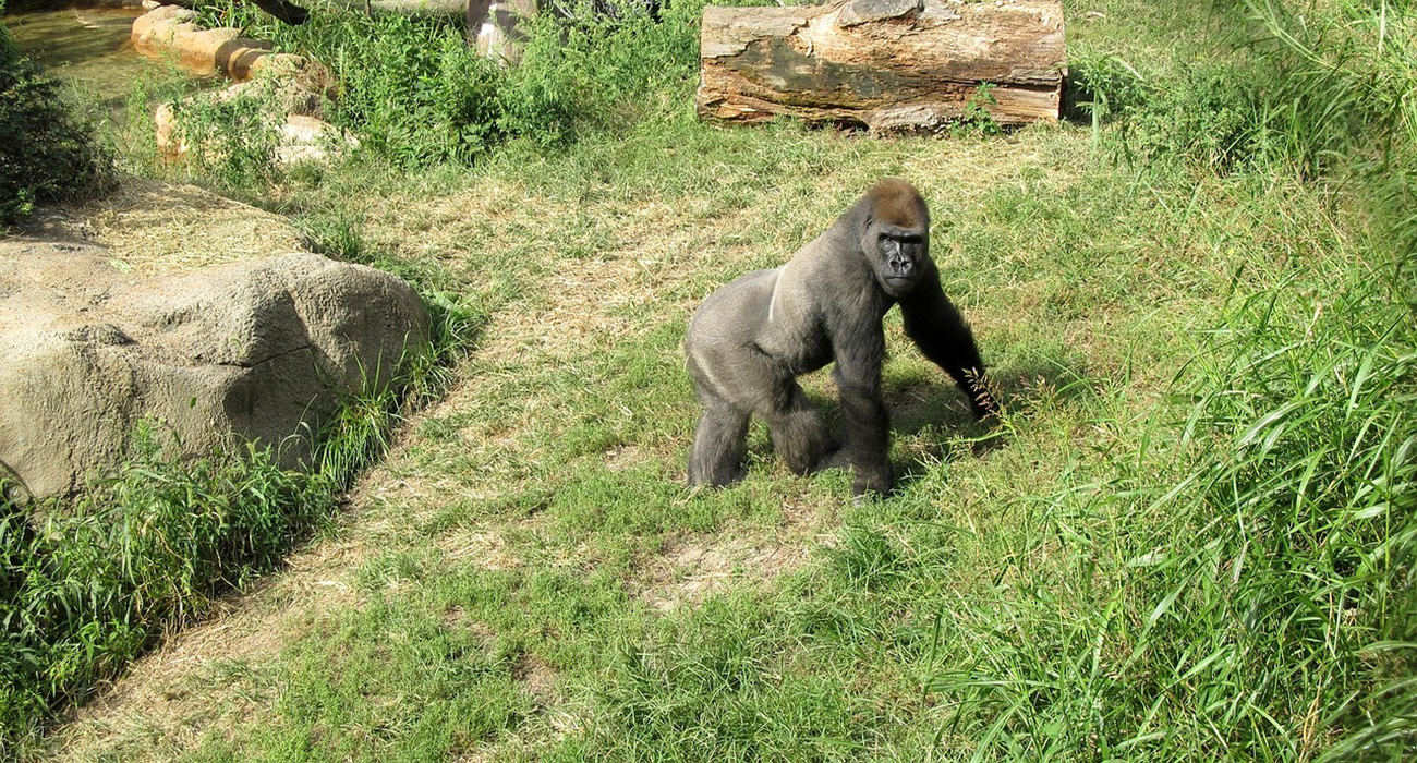 Safaris únicos de Ruanda - Trekking y Gorilas con Aventura África™