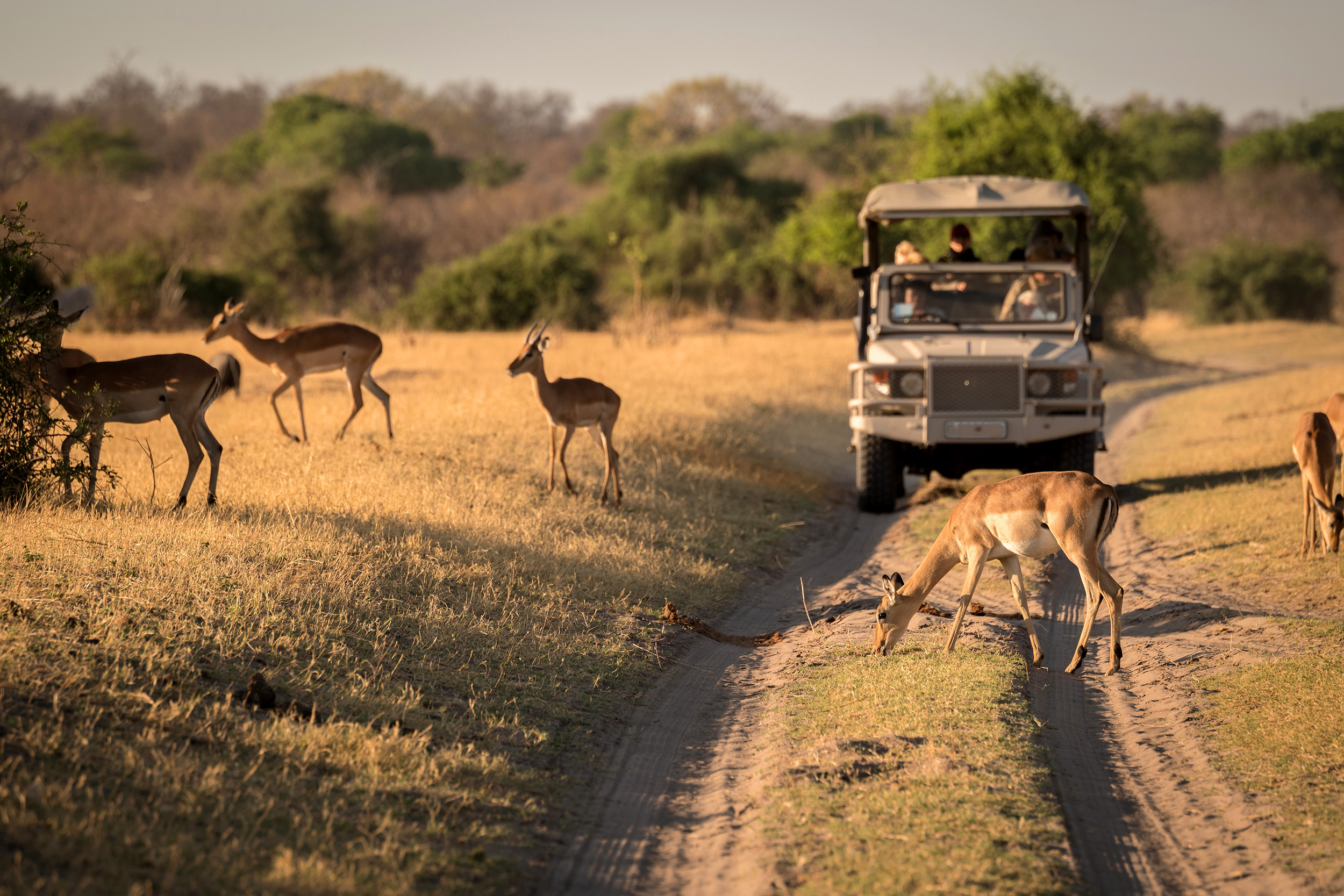 Las mejores Actividades de Botsuana | Aventura África™ - Botsuana