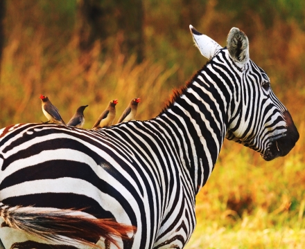 Animales de África · Curiosidades | Aventura África™